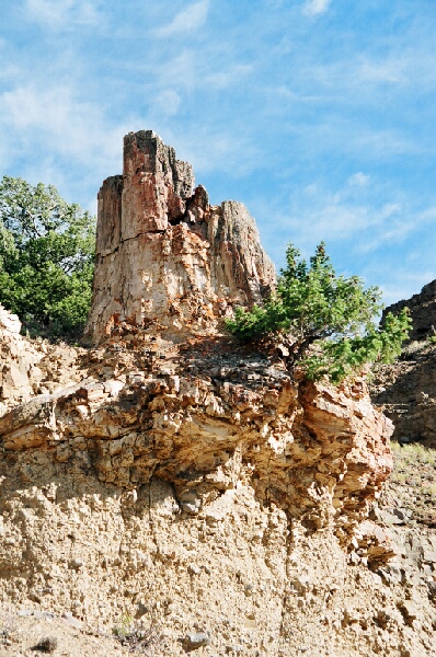 Specimen Ridge at Yellowstone National Park