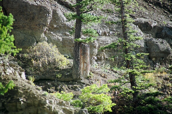 Specimen Ridge at Yellowstone National Park