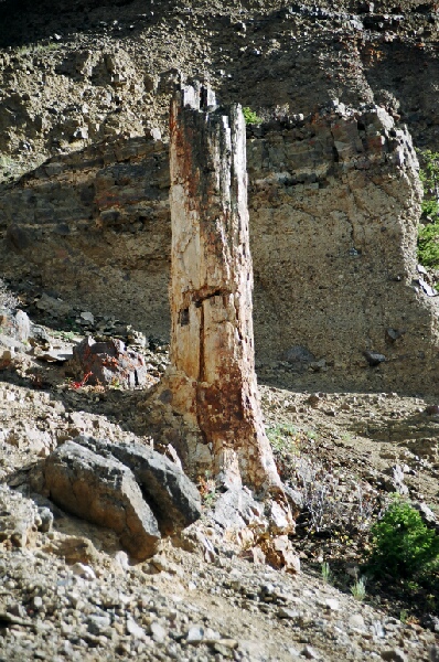 Specimen Ridge at Yellowstone National Park