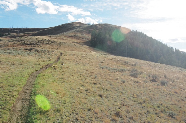 Specimen Ridge at Yellowstone National Park