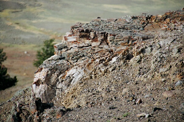 Specimen Ridge at Yellowstone National Park